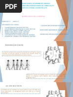 Marcha de Steppage | PDF | Pie | Rodilla