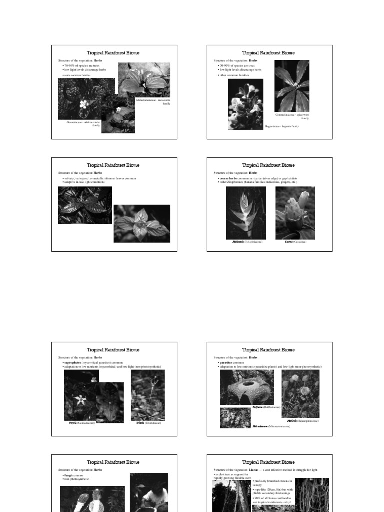 Tropical Rainforest Vegetation Structure | PDF | Trees | Rainforest
