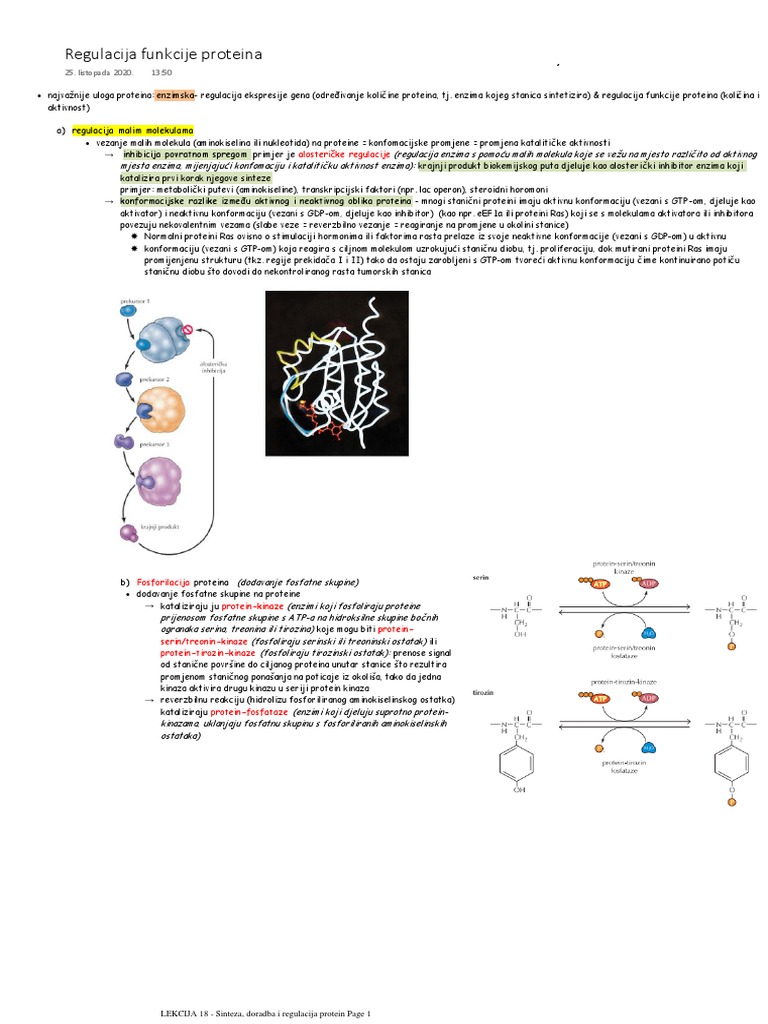 LEKCIJA 18 - Sinteza, Doradba I Regulacija Protein | PDF