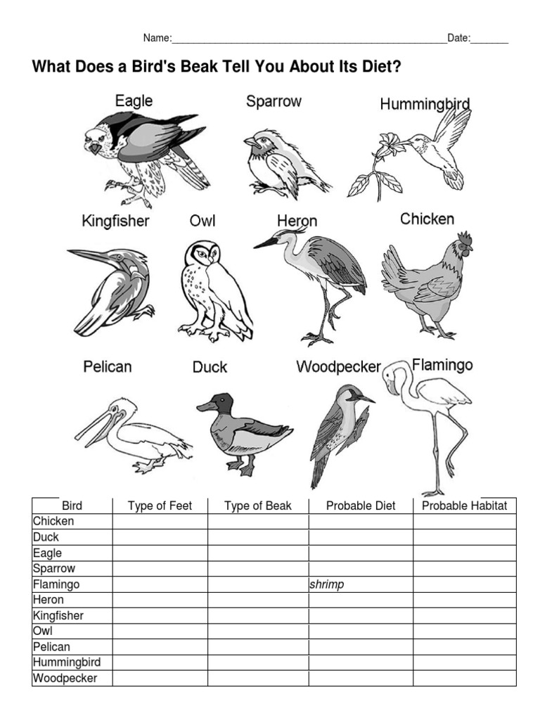 Bird Beaks and Feet | PDF