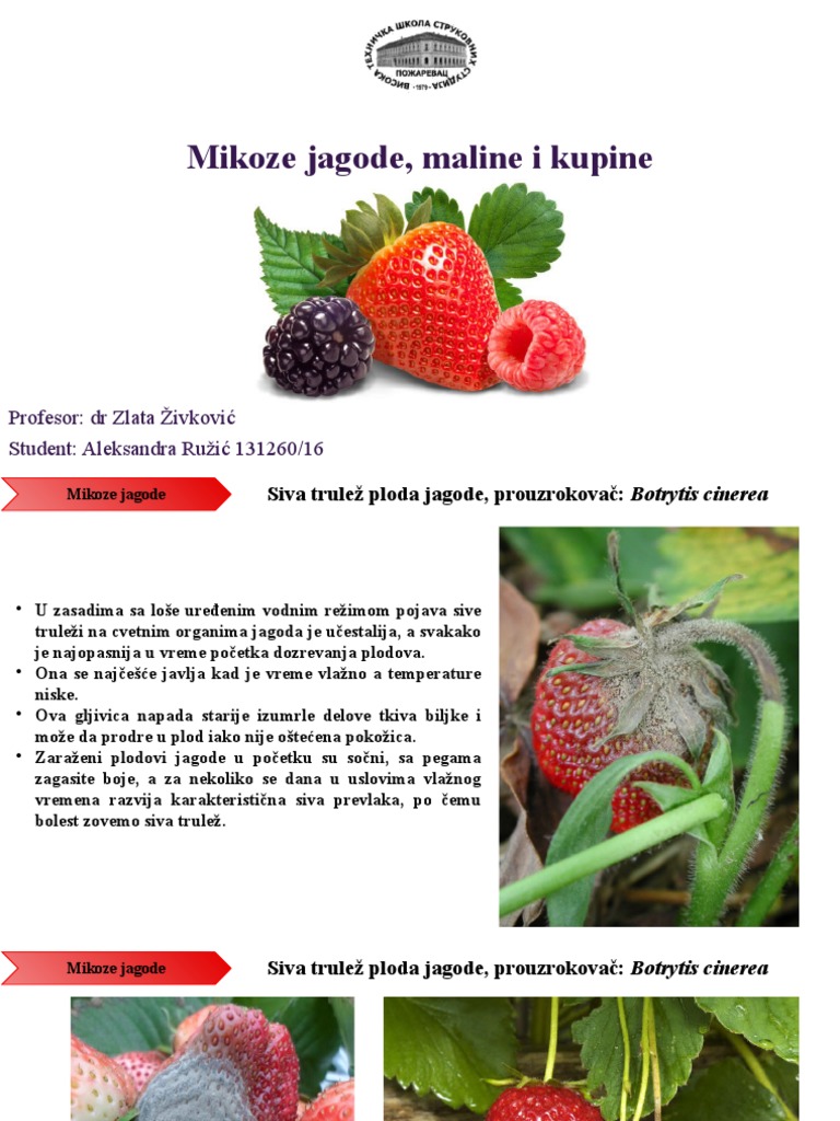 Mikoze Jagode | PDF