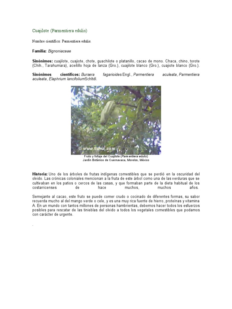 Propiedades y usos del cuajilote | PDF | Arboles | Plantas