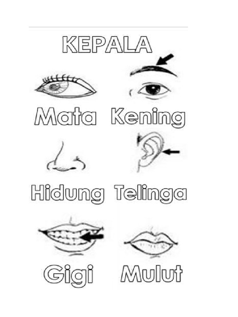 Gambar Anggota Badan | PDF