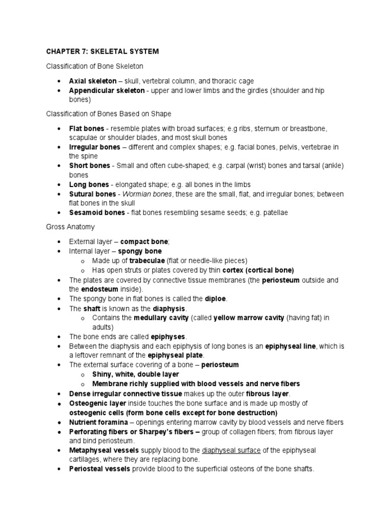 Skeletal System and Articulations | PDF | Osteoblast | Bone