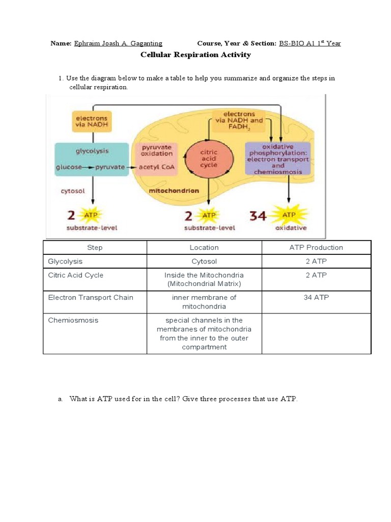 Cellular Respiration Overview and ATP Functions | PDF | Adenosine ...
