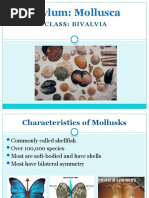Bivalvia Phylum Overview and Anatomy | PDF | Bivalvia | Mollusca