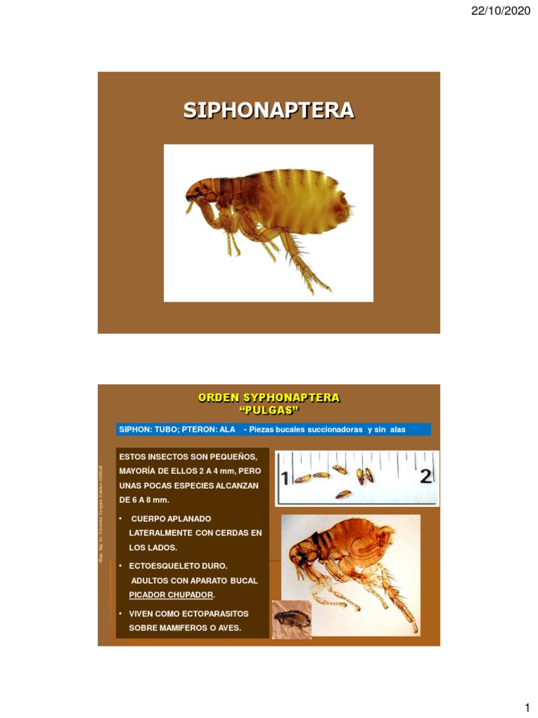 PDF Clase de Siphonaptera-Diptera | PDF | Mosca | Mosquito
