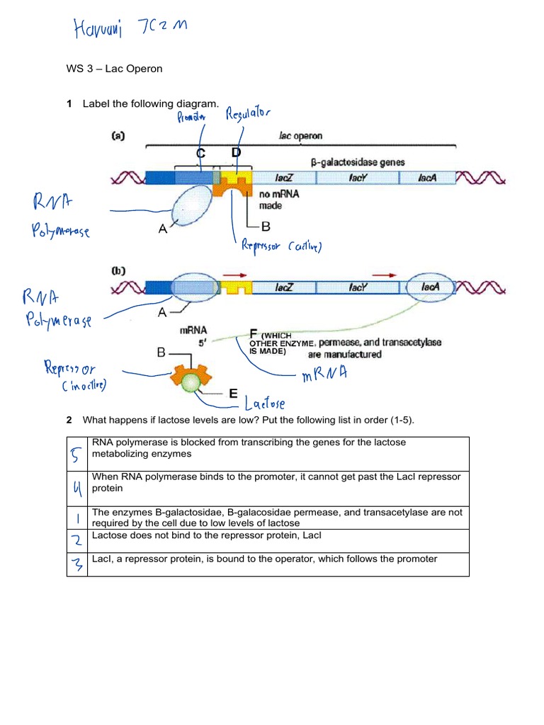 1 Label The Following Diagram.: WS 3 - Lac Operon | PDF
