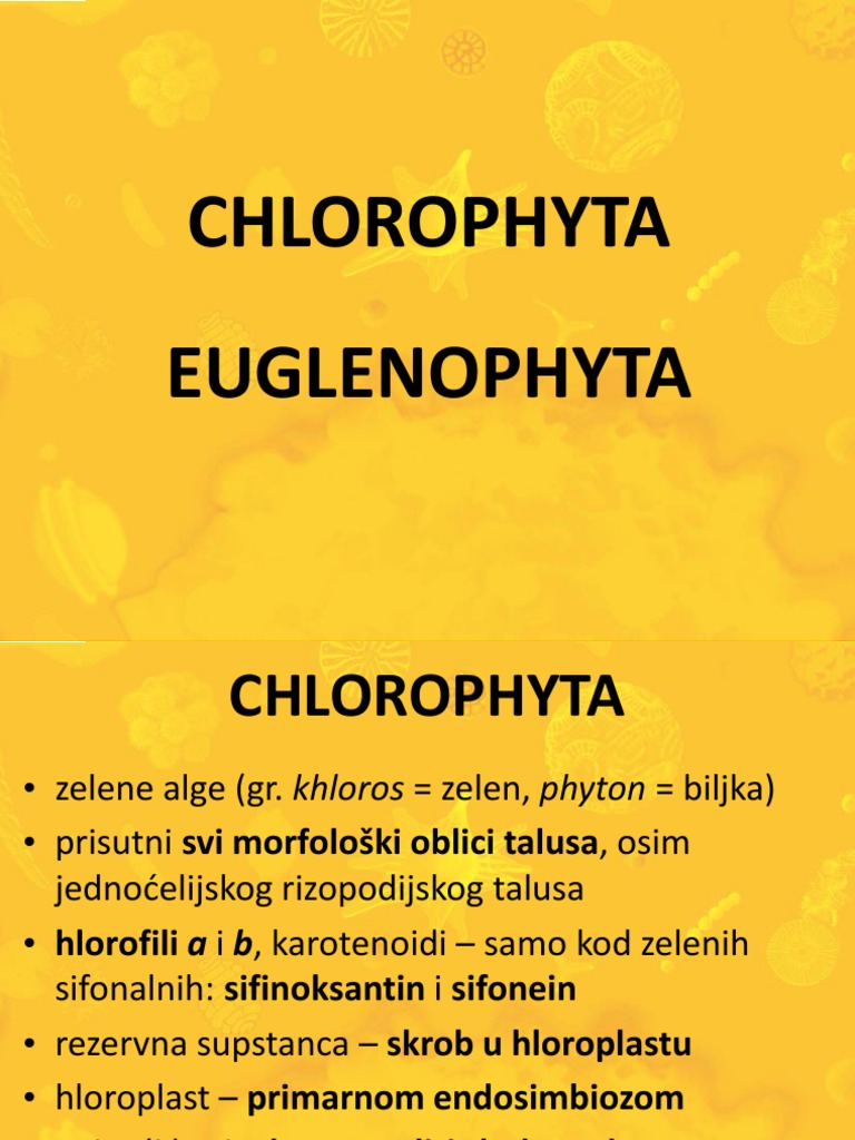 Chlorophyta Euglenophyta Biobgacrsmaterijalikorisnika7 Predavanje Oamtrihalne | PDF