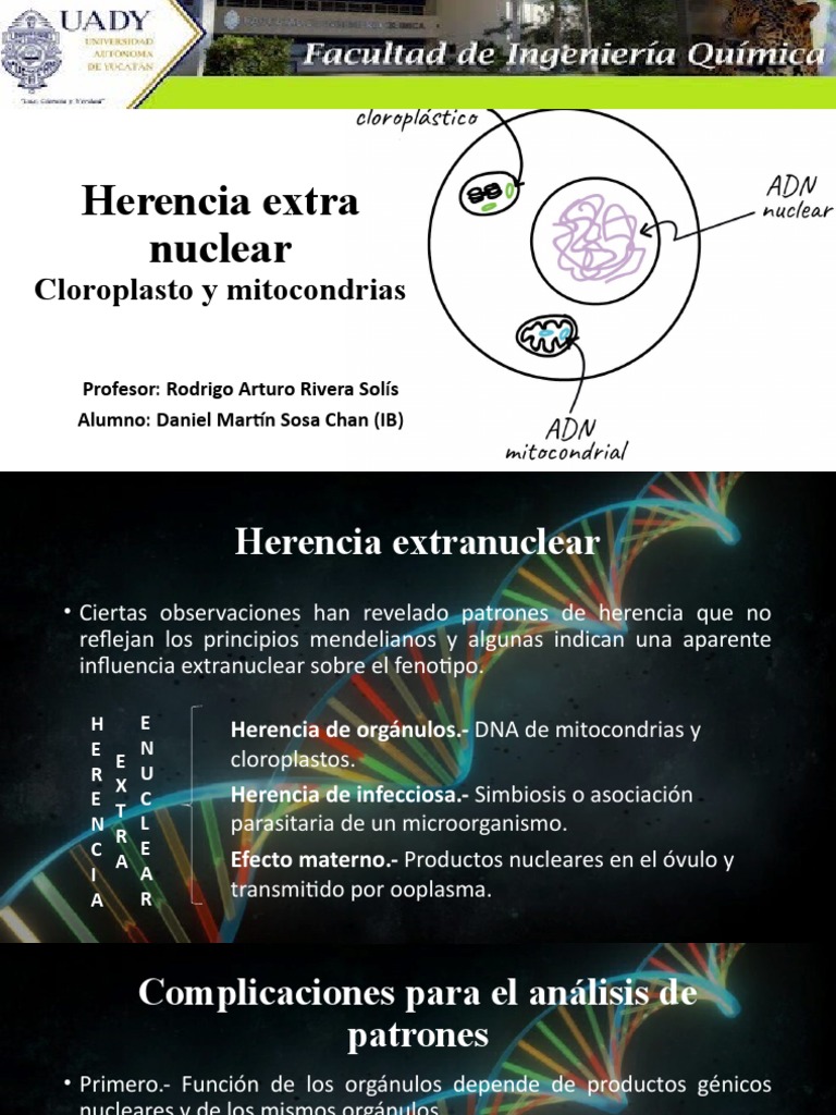 Herencia Extranuclear | PDF | Mitocondria | Ribosoma