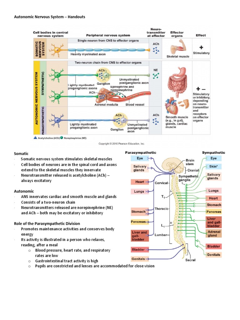 Autonomic Nervous System - Handouts | PDF | Acetylcholine | Autonomic ...