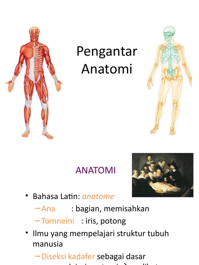 Pengantar Anatomi Pdf
