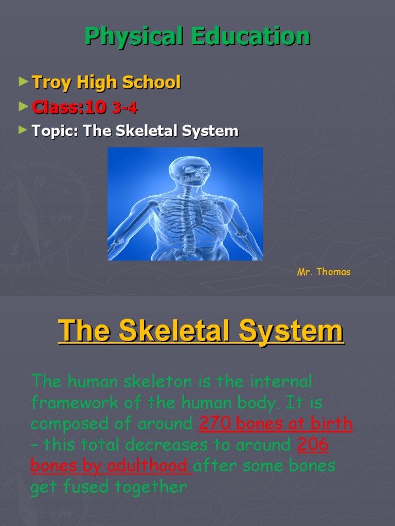 Overview of the Skeletal System | PDF | Skeleton | Human Body