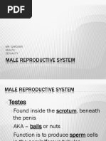 How to draw Male reproductive system - Front view | PDF