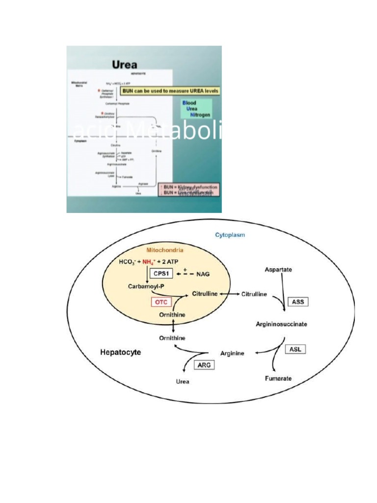 Siklus Urea | PDF