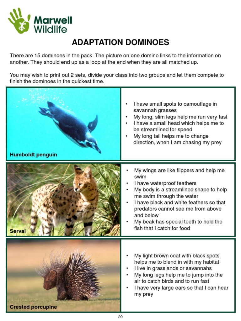 Animal Adaptation Activities | PDF | Camouflage | Predation