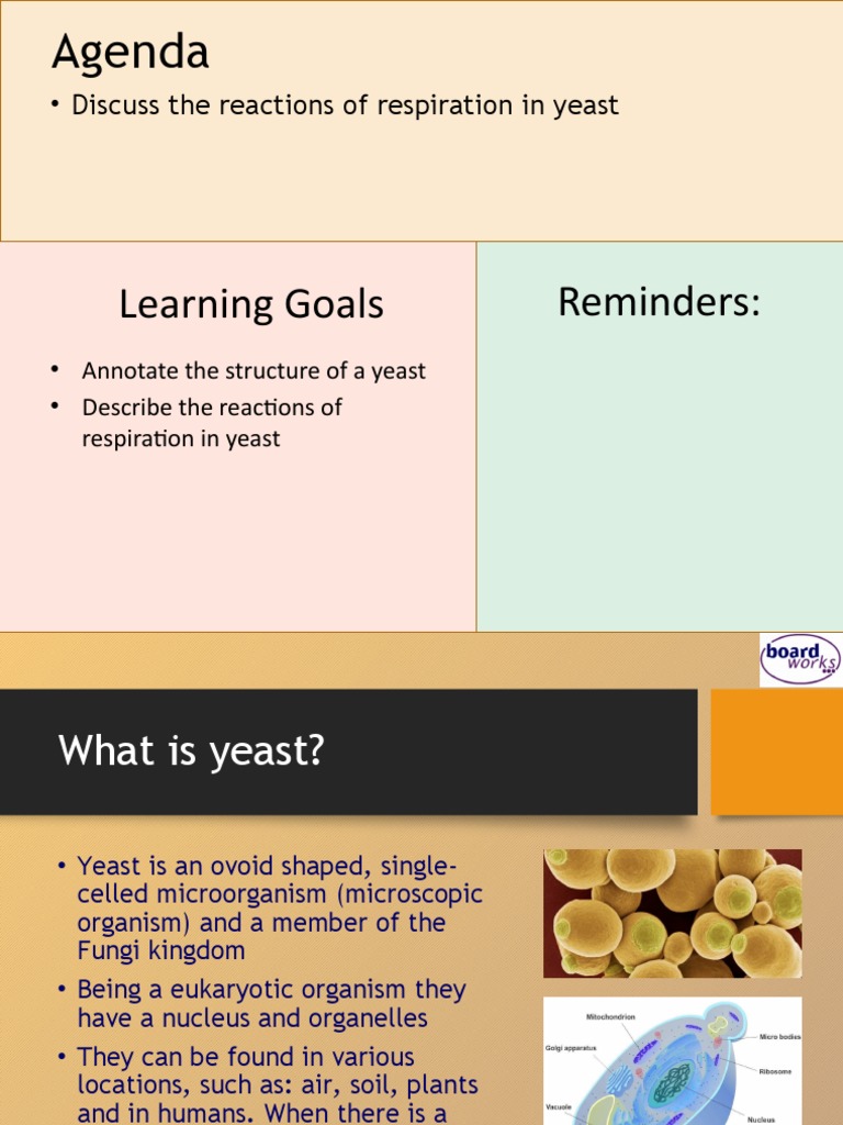 01b Respiration in Yeast | PDF | Cellular Respiration | Enzyme
