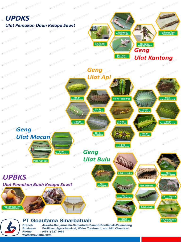 Hama Dan Penyakit Kelapa Sawit | PDF | Fungus | Horticulture And Gardening