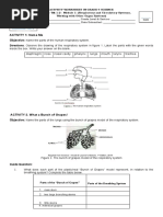 SpongeBob Genetics 2 Answers | PDF