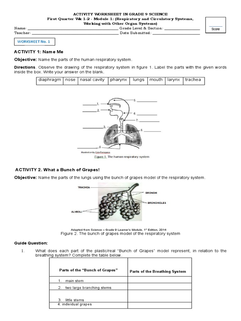 Activity Worksheet.9 Science | PDF | Respiratory Tract | Respiratory System