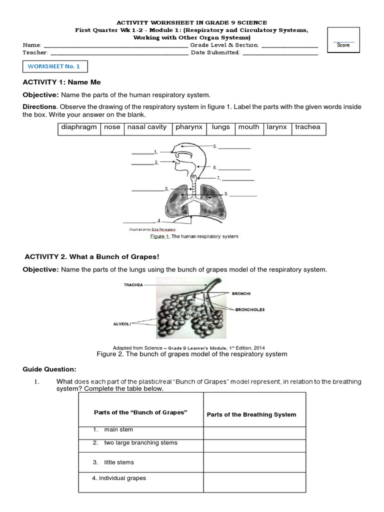 Activity Worksheet.9 Science | PDF | Respiratory Tract | Respiratory System