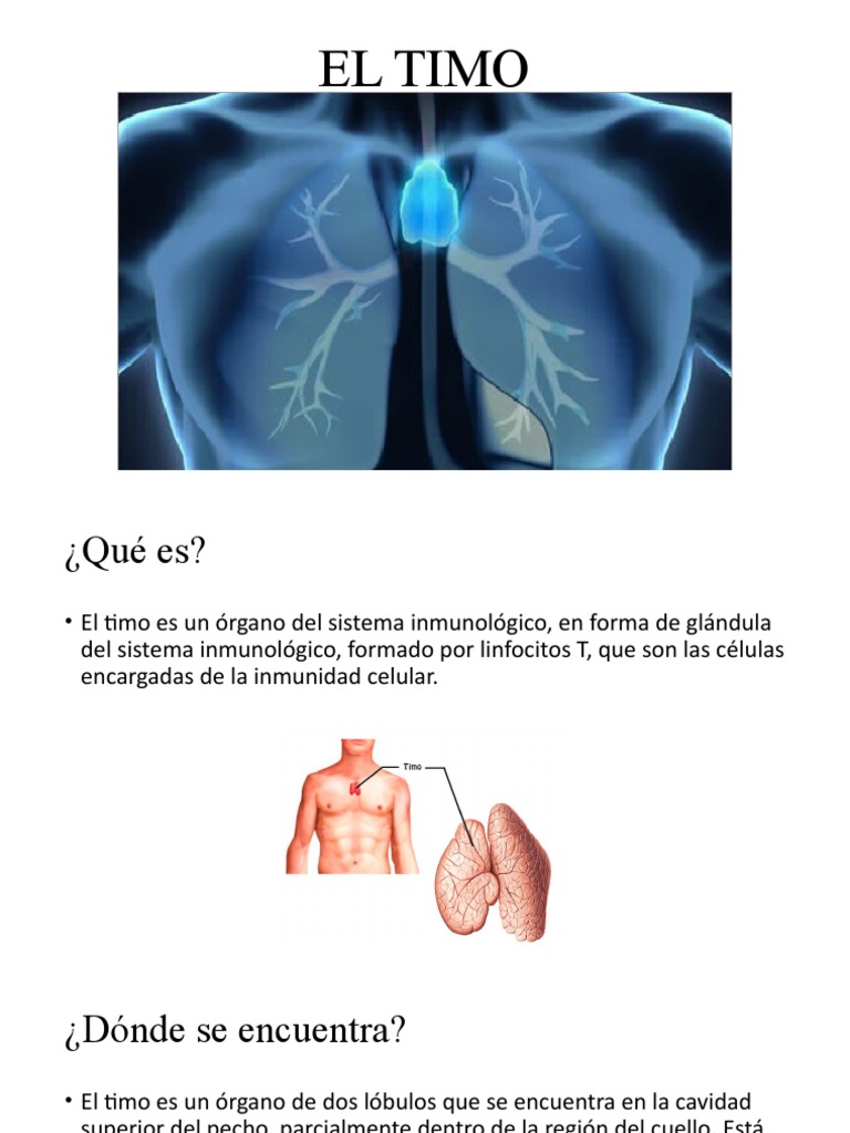 El Timo | PDF | Timo | Sistema endocrino