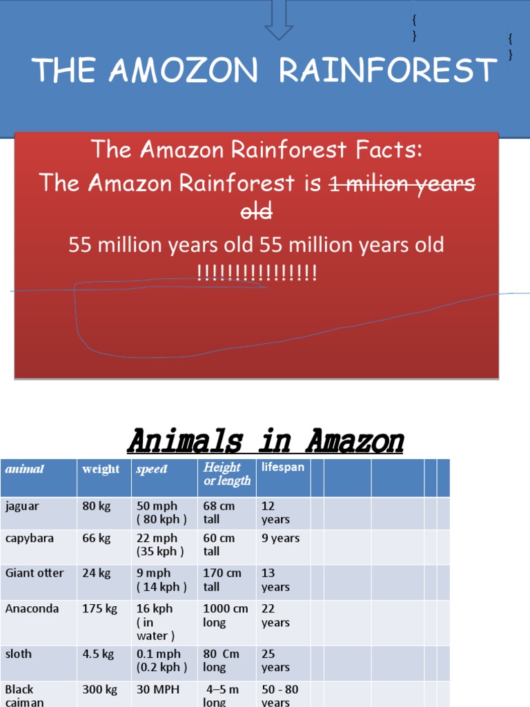 The Amozon Rainforest | PDF | Predators | Predation