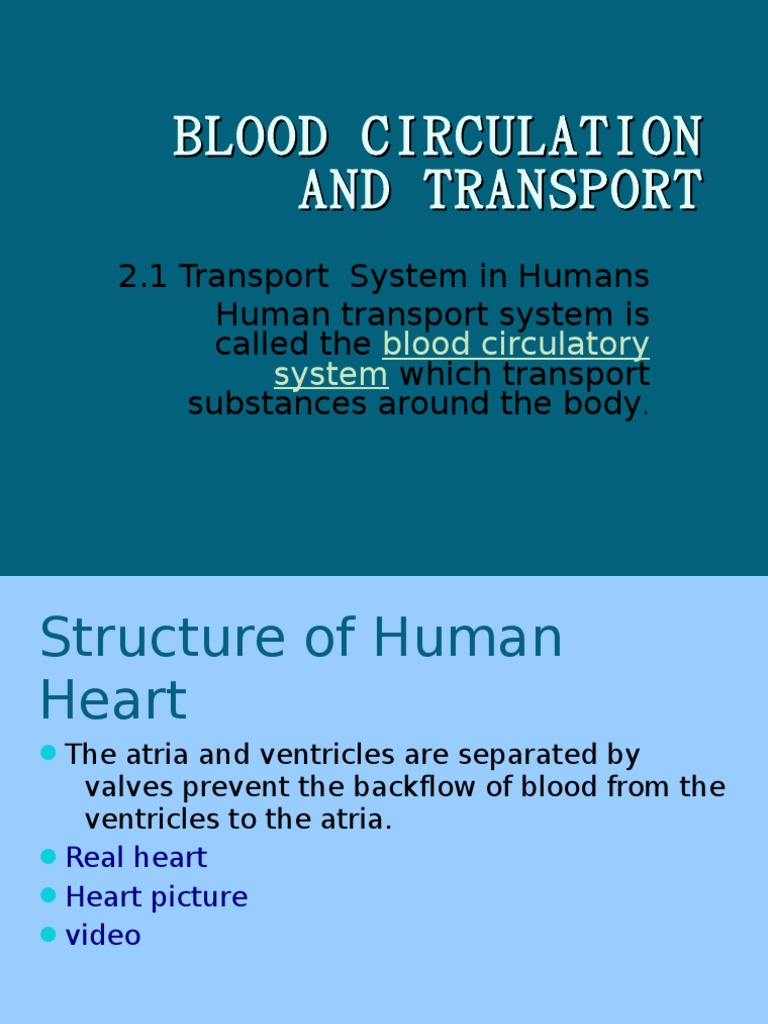 Human and Plant Transport Systems | PDF | Circulatory System | Vein