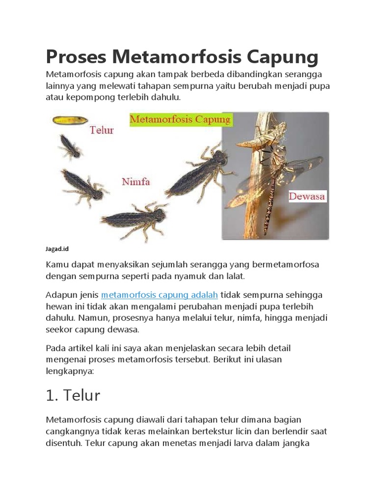 Contoh Metamorfosis Pada Capung | PDF