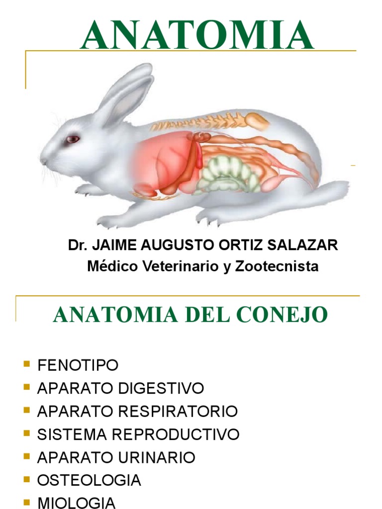 2. ANATOMIA DEL CONEJO2