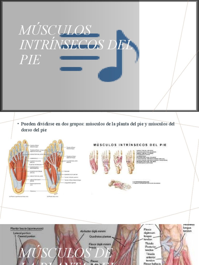 Músculos Intrínsecos Del Pie | PDF | Pie | Dedo del pie