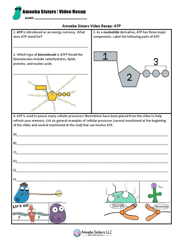 Atp Recap by Amoeba Sisters | PDF | Adenosine Triphosphate | Organic ...