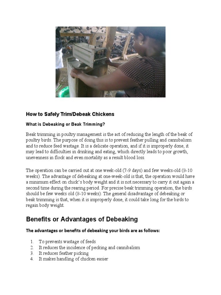 Benefits or Advantages of Debeaking: How To Safely Trim/Debeak Chickens ...