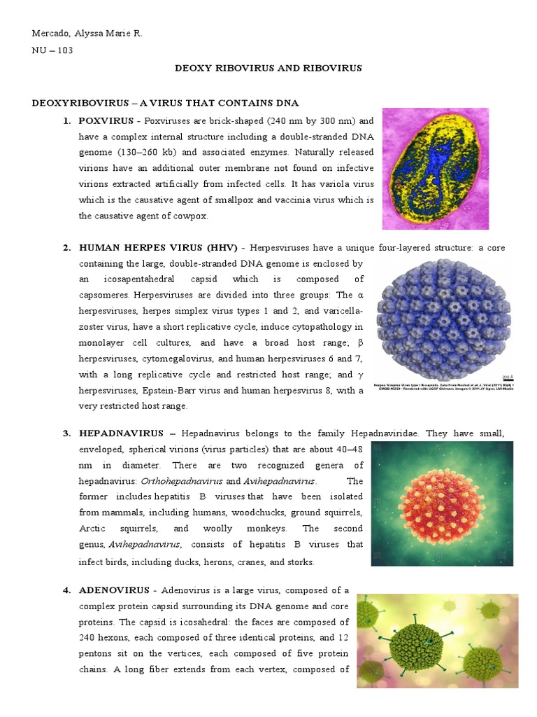Deoxyribo Virus and Ribovirus | PDF | Virus | Retrovirus