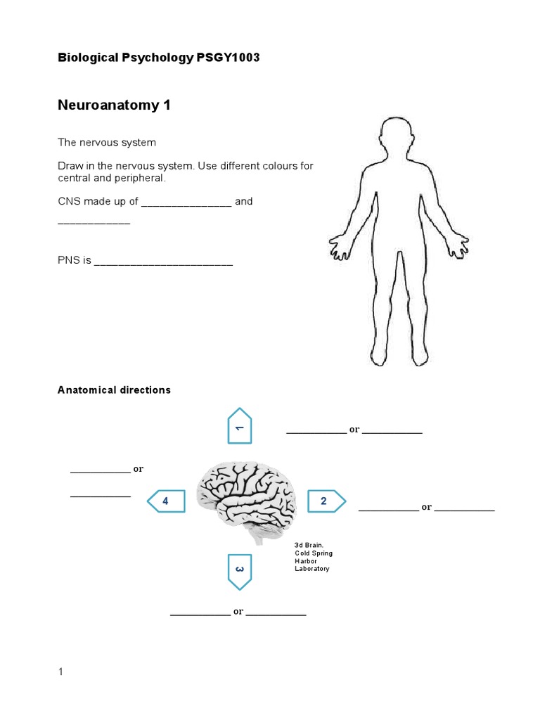 Neuroanatomy 1 Notes 2021 | PDF | Central Nervous System | Cerebral Cortex