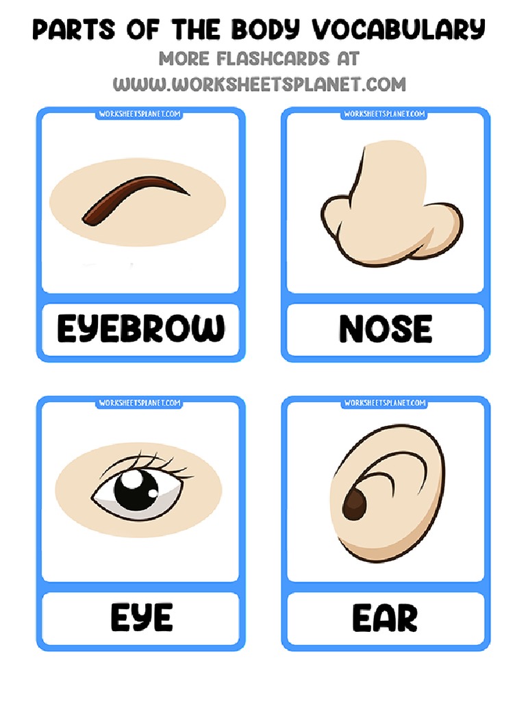 Body Parts Flashcards | PDF