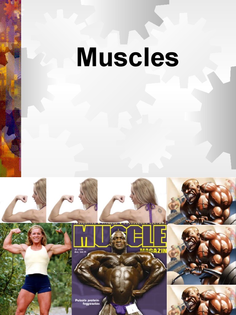 Muscles 1 | PDF | Musculoskeletal System | Histology