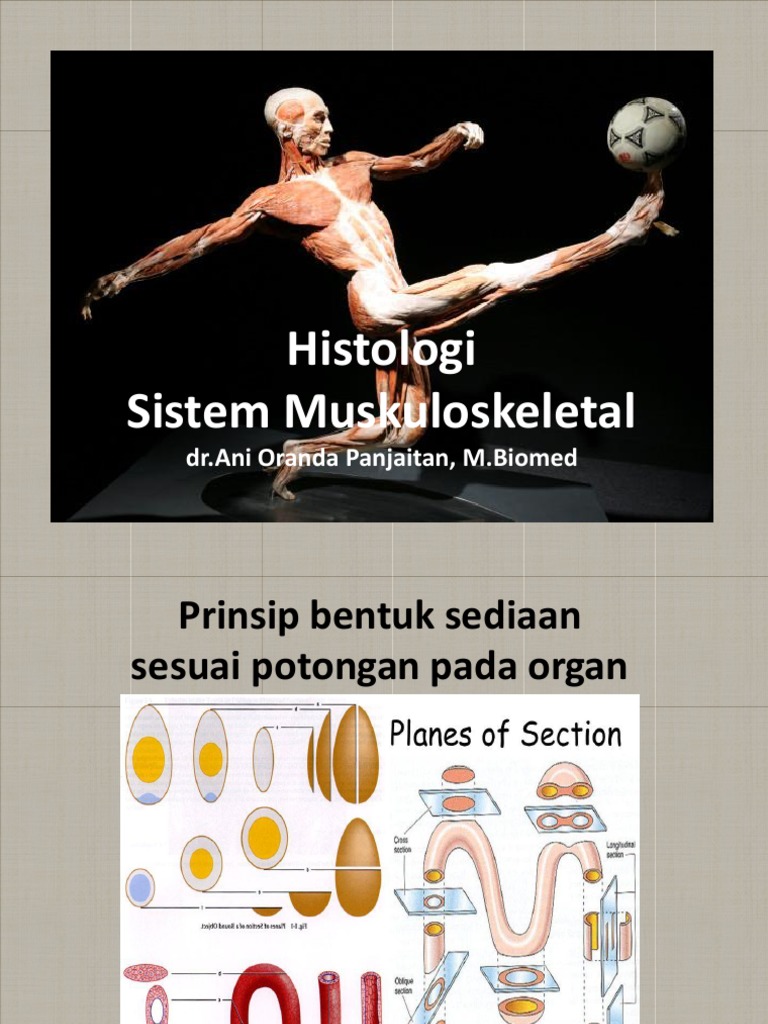 Oranda - Histologi Blok 17 - OTOT | PDF