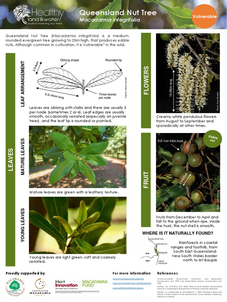 HLW Macadamia Integrifolia Identificaiton Fact Sheet | PDF | Leaf | Trees