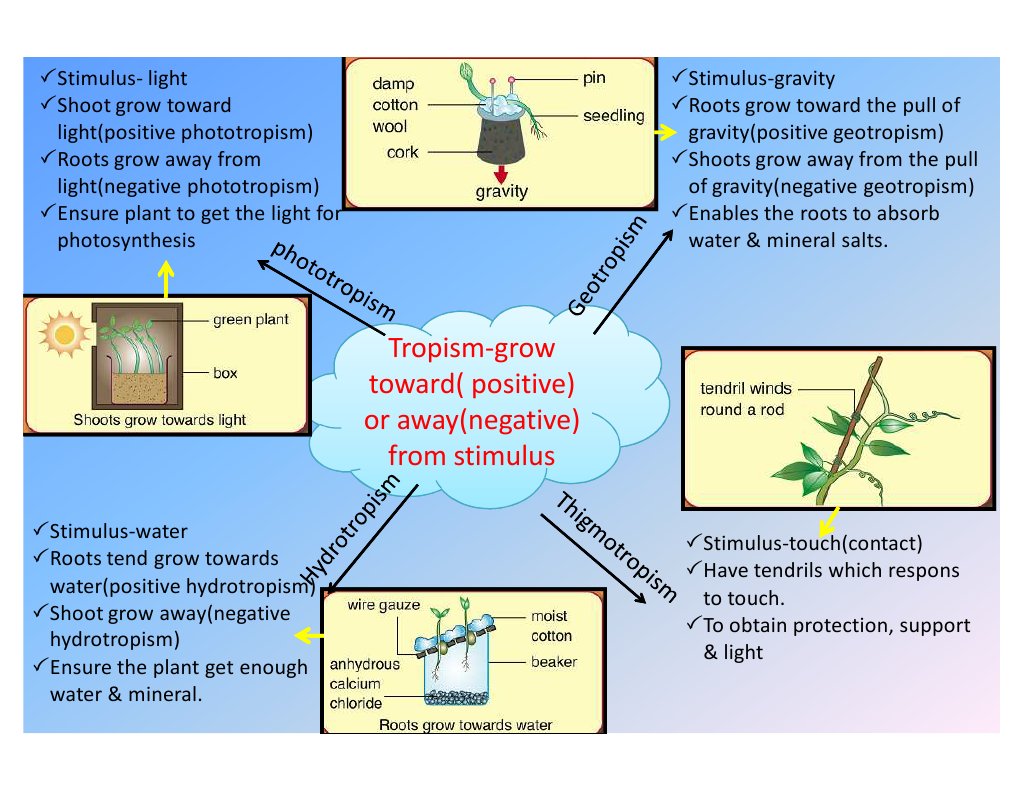 Stimuli & Responses in Plants | PDF | Plant Physiology | Physiology