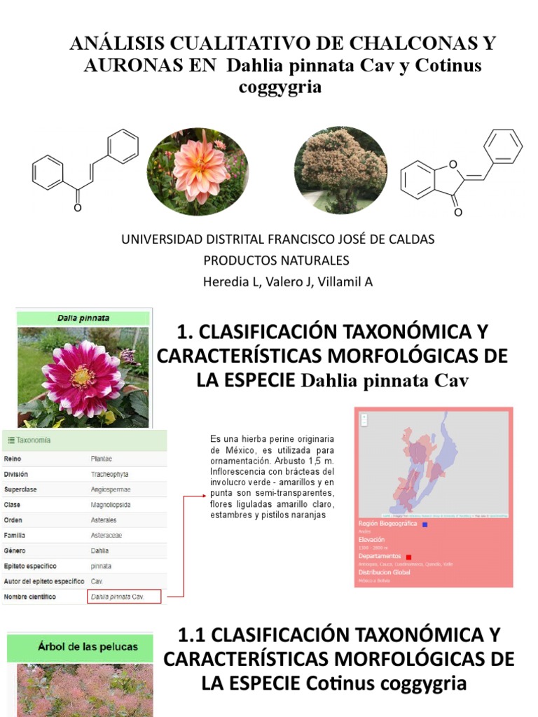 Chalcona y Aurona | PDF | Ramas de la botánica | Morfología Vegetal