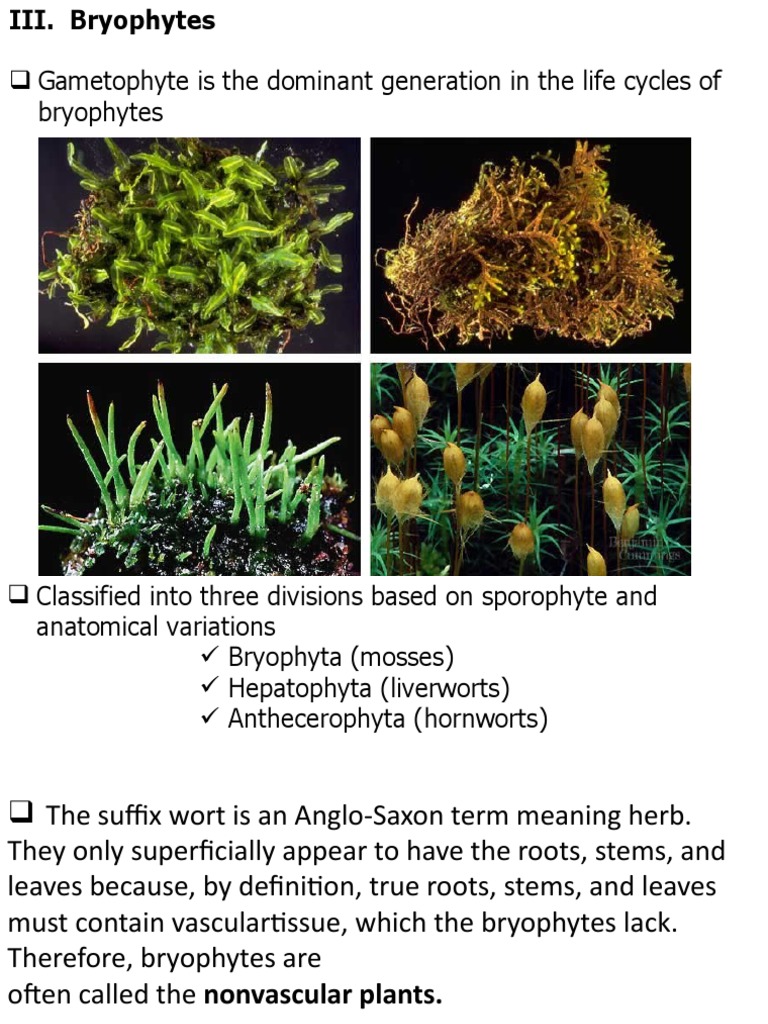 Bryophytes | PDF | Moss | Plants
