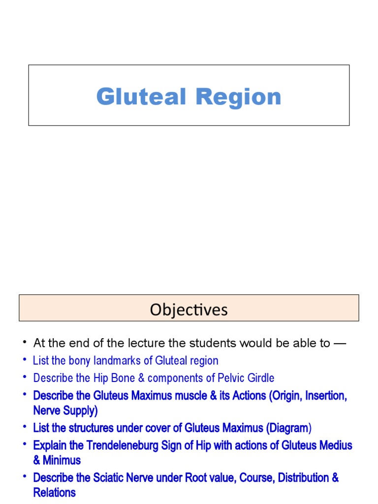 Gluteal Region | PDF | Pelvis | Limbs (Anatomy)