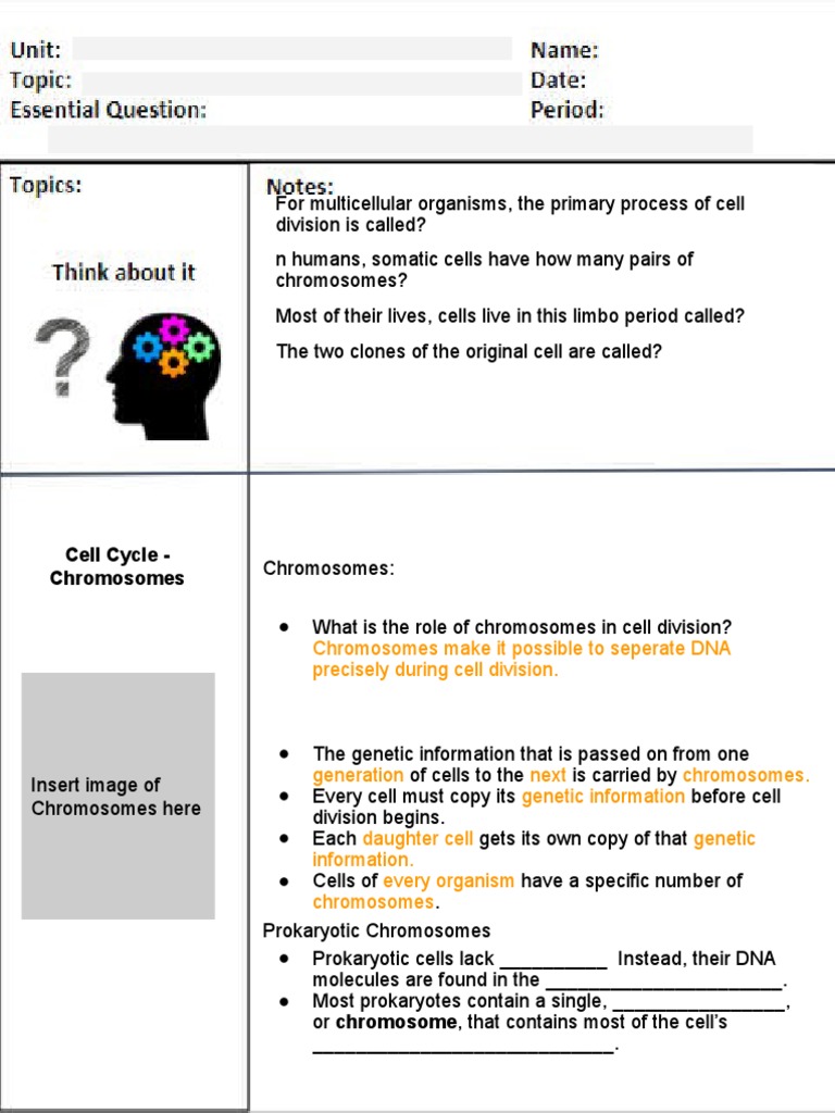 Cell Cycle and Mitosis Guided Notes | PDF | Mitosis | Chromosome