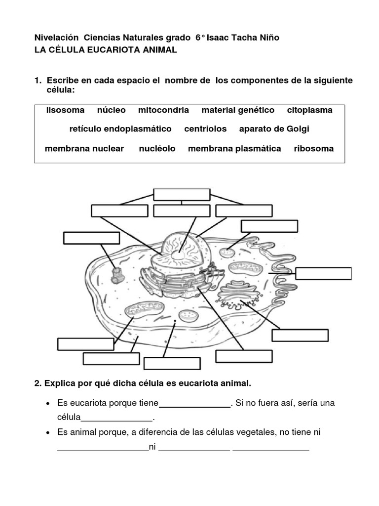 Nivelación Final Ciencias Grado Sexto | PDF | Citoplasma | Biología ...