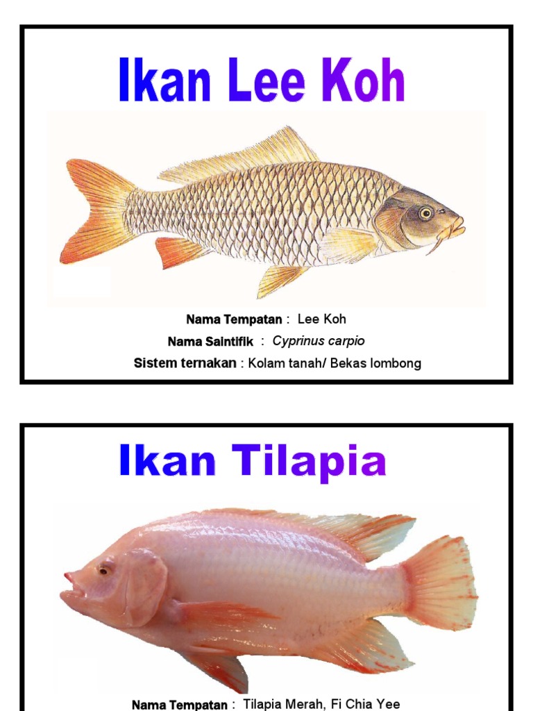 Nama Ikan Air Tawar | PDF