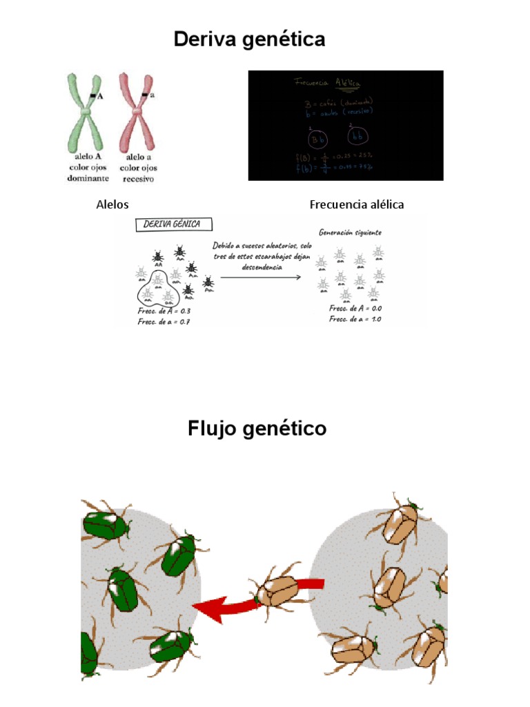 Presentacion Deriva y Flujo Genico | PDF