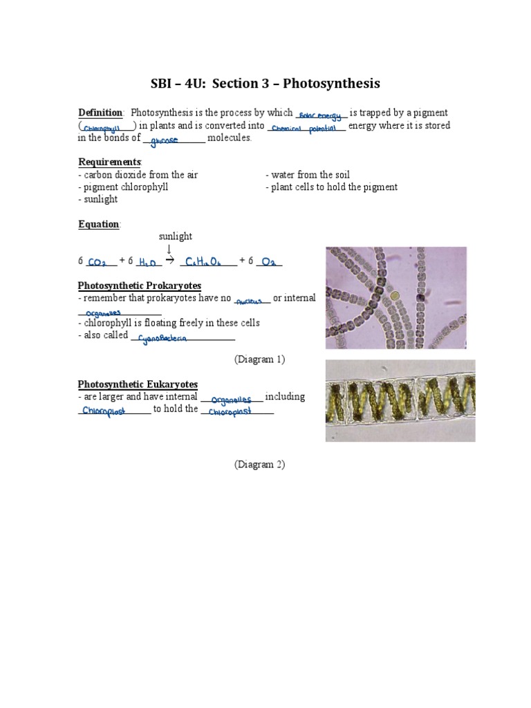 Photosynthesis Overview and Mechanisms | PDF | Photosynthesis | Chlorophyll