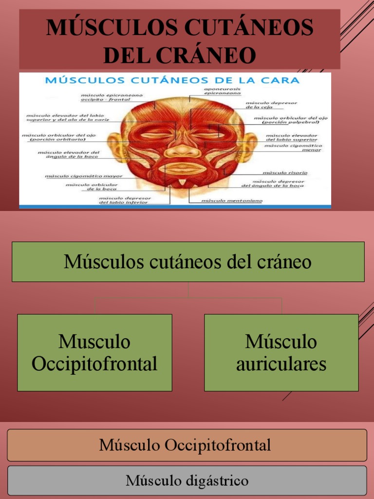 Músculos Cutáneos Del Cráneo | PDF | Tejido suave | Cabeza y cuello humanos