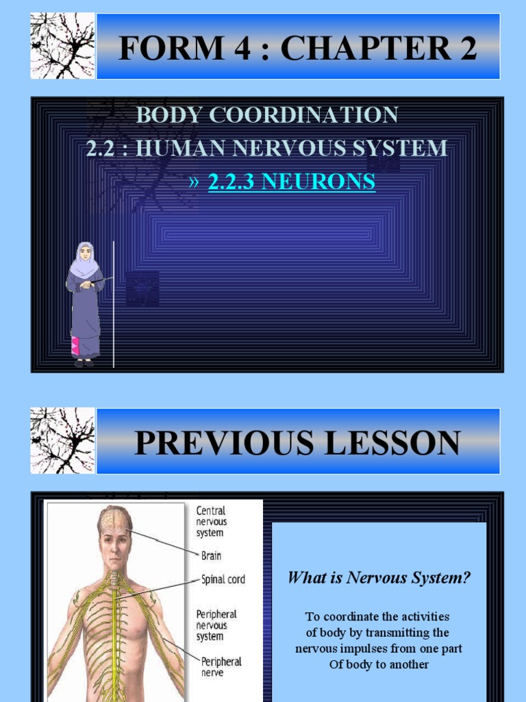 Form 4: Chapter 2: Body Coordination 2.2: Human Nervous System | PDF | Neuron | Nervous System